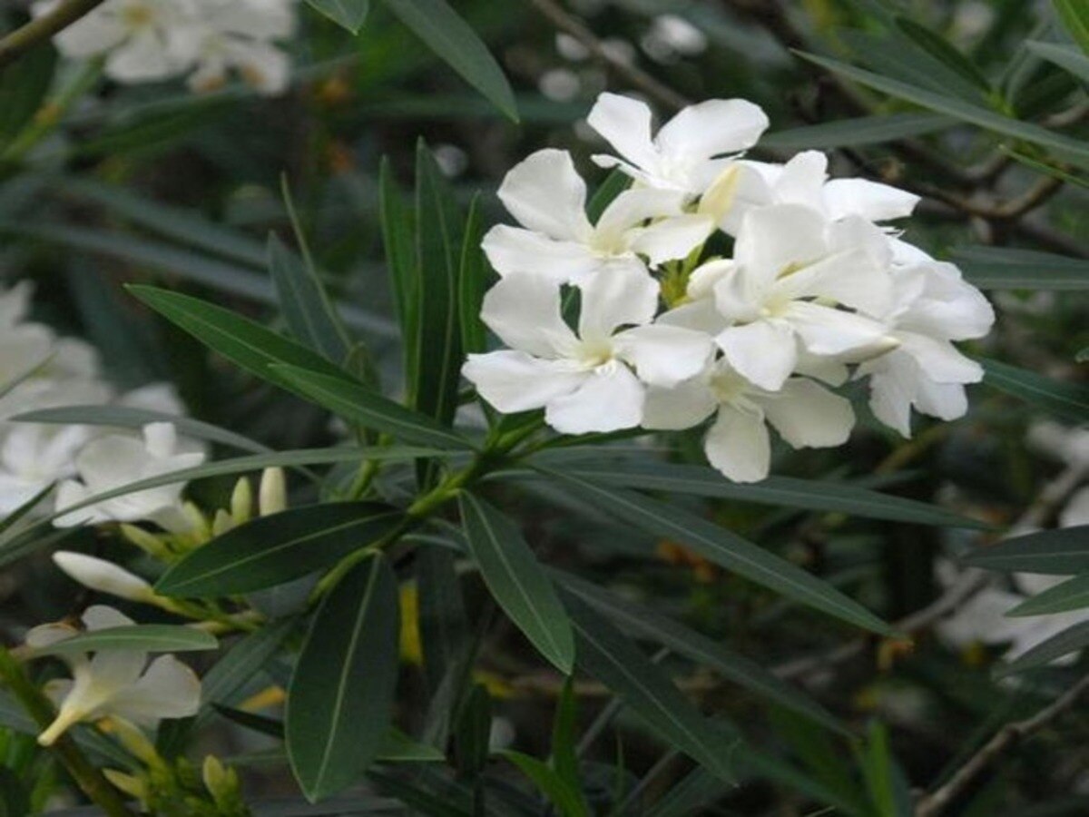 maa lakshmi favourite flower offer these flower to Lakshmi to get ...