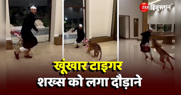 tiger start chasing man for hunt in room scary wildlife video went ...