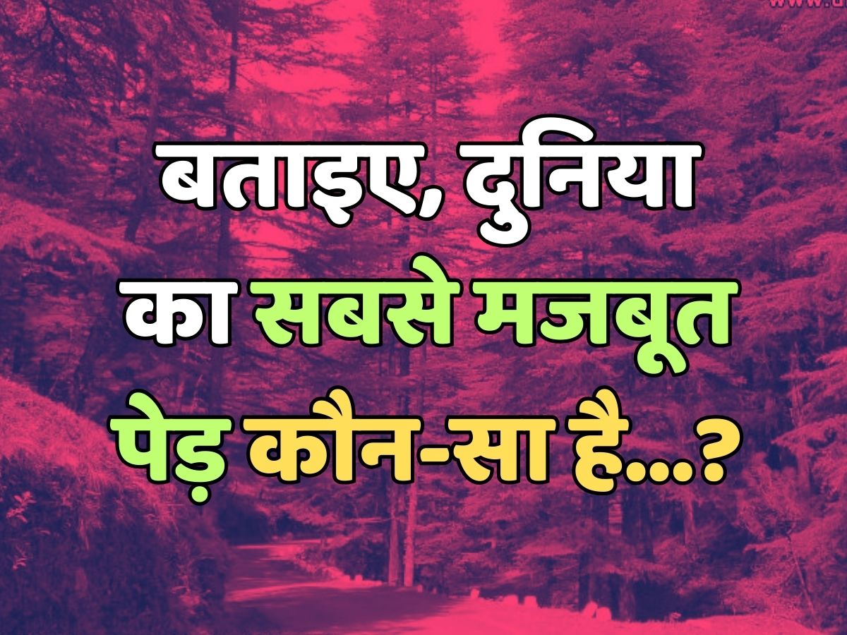 Trending Quiz दुनिया का सबसे मजबूत पेड़ कौन सा है General