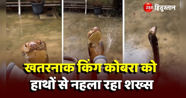 Man bathes dangerous king cobra with his hands video went viral | Viral ...