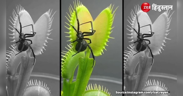 how venus flytrap eat food dangerous plants video viral | Flytrap Viral Video: ये है मांसाहारी ...