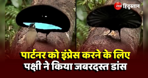 male bird dance for impressing female bird riflebird dance video viral ...