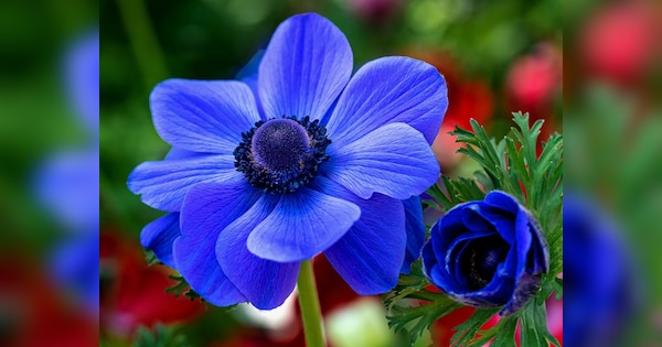 University of adelaide reveals why blue color is so rare in nature ...