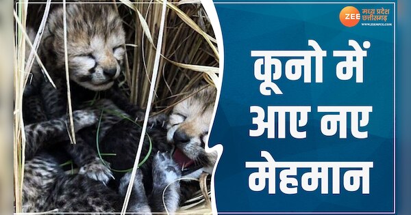 Kuno Cheetah Project: कूनो नेशनल पार्क में आए तीन नए मेहमान, देखिए ...