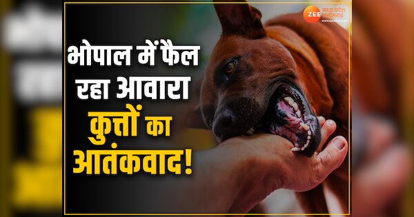 MP Street Dog Attack last 15 day two children death Municipal ...