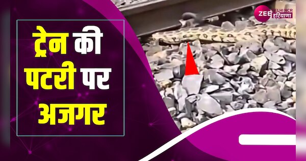 Python crossing railway track train ki patri par bhaga Saap video ...