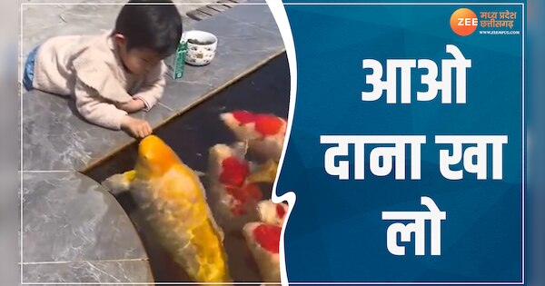 Viral Video: बच्चे ने इतने प्यार से खिलाया मछलियों को दाना, मासूमियत पर ...