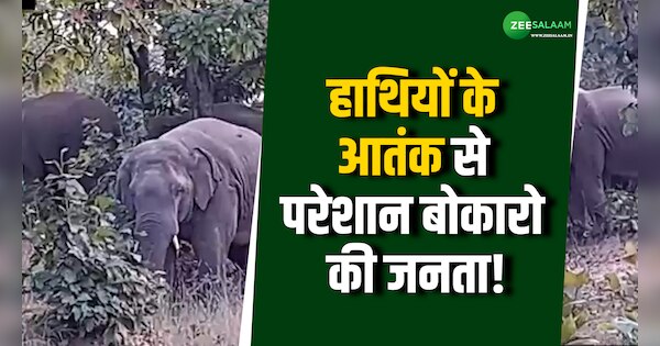 Bokaro People troubled by terror of wild elephants created ruckus by ...