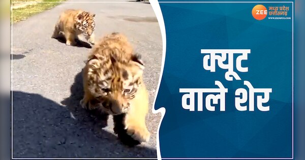 Sher Ke Bachche Sheron Ka Video Lion Cute Cubs Walking Watch Pretty ...