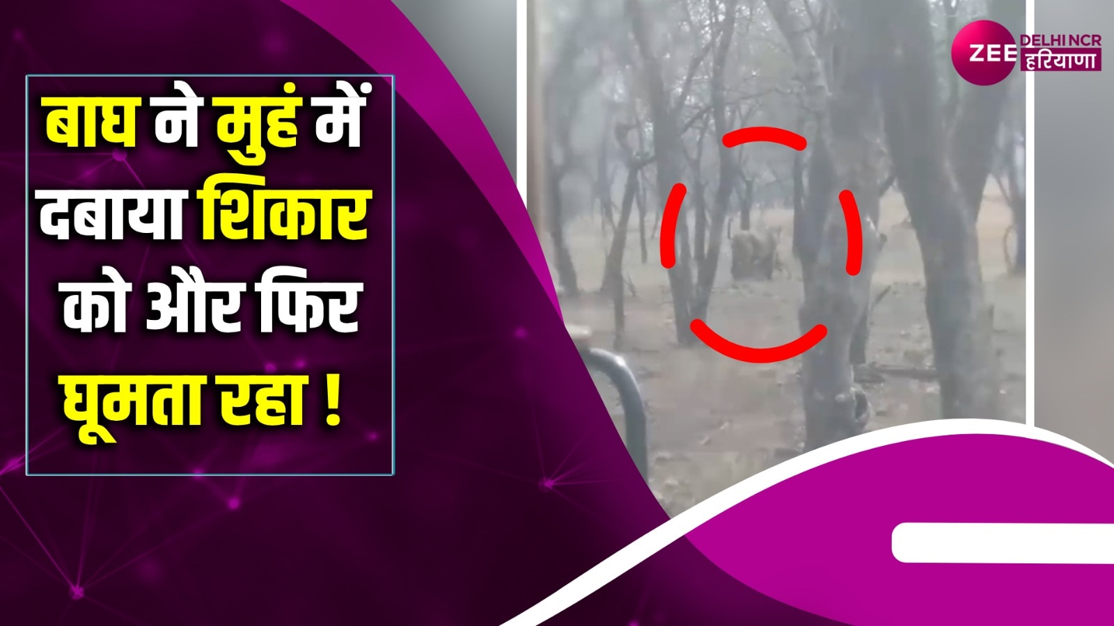 Tiger Attack on deer live shocking video bagh ne kiya hiran ka shikar ...