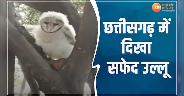 Crowd gathered to see the white owl information given to Korba Forest ...