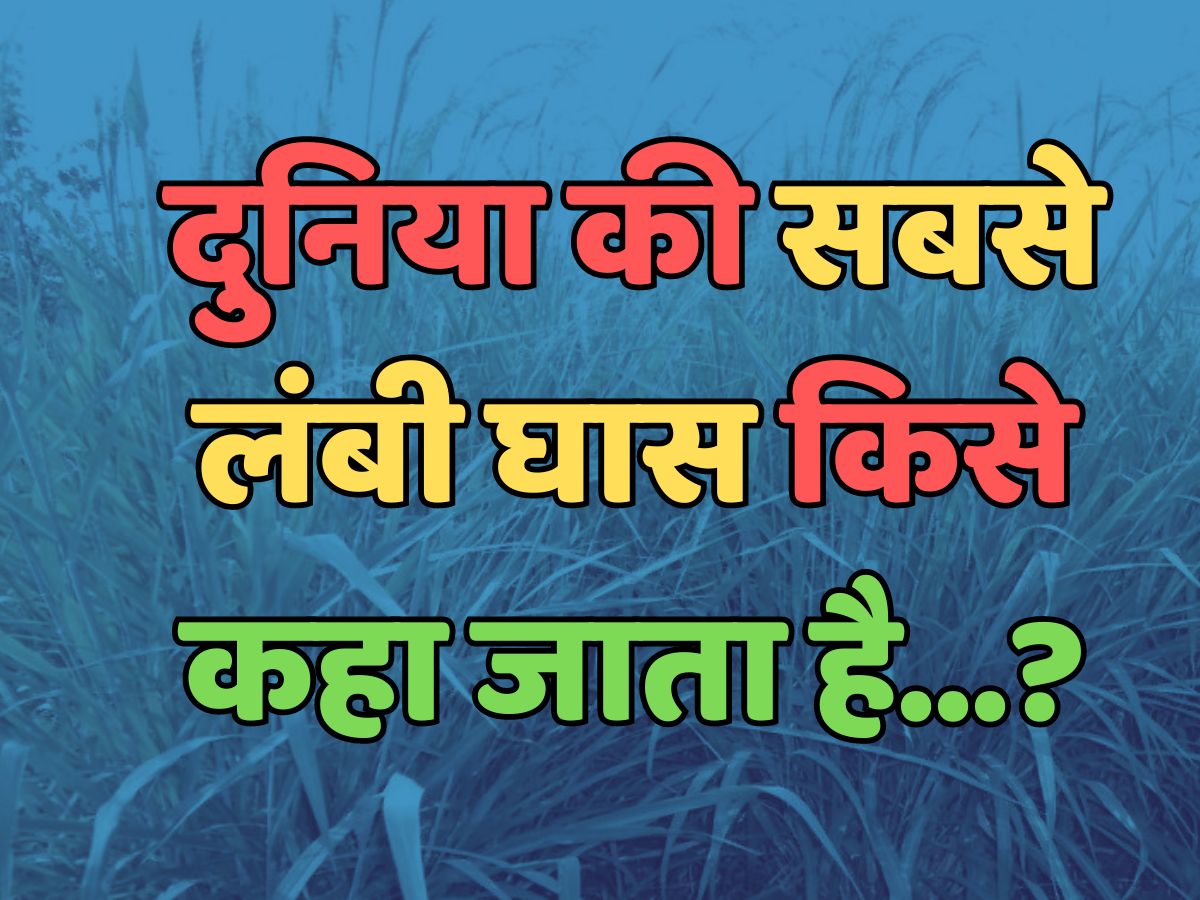Trending Quiz दुनिया की सबसे लंबी घास किसे कहा जाता है Trending