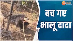 bhalu ka video की ताज़ा खबरे हिन्दी में | ब्रेकिंग और लेटेस्ट न्यूज़ in ...