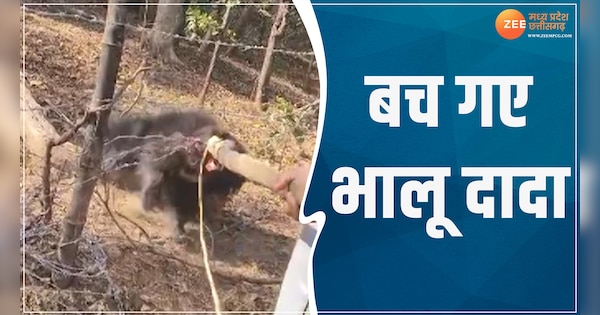 Bhalu Ka Video Forest department saved life bear in the forest area of ...