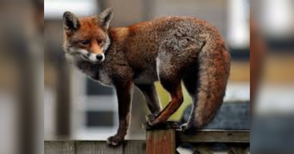 Fox comes in dream know what does it meaning sapne me lomdi dekhne ka ...