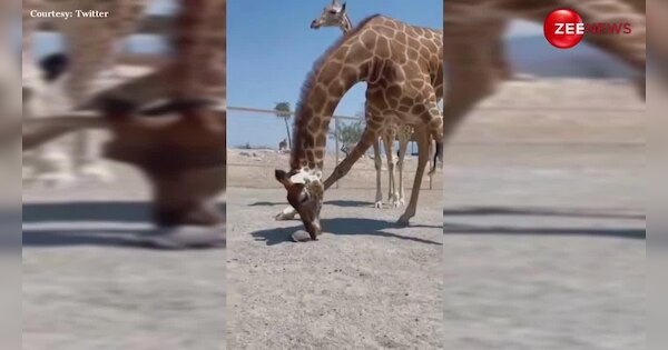 giraffe make baby turtle run faster this video will win hearts | बेबी ...