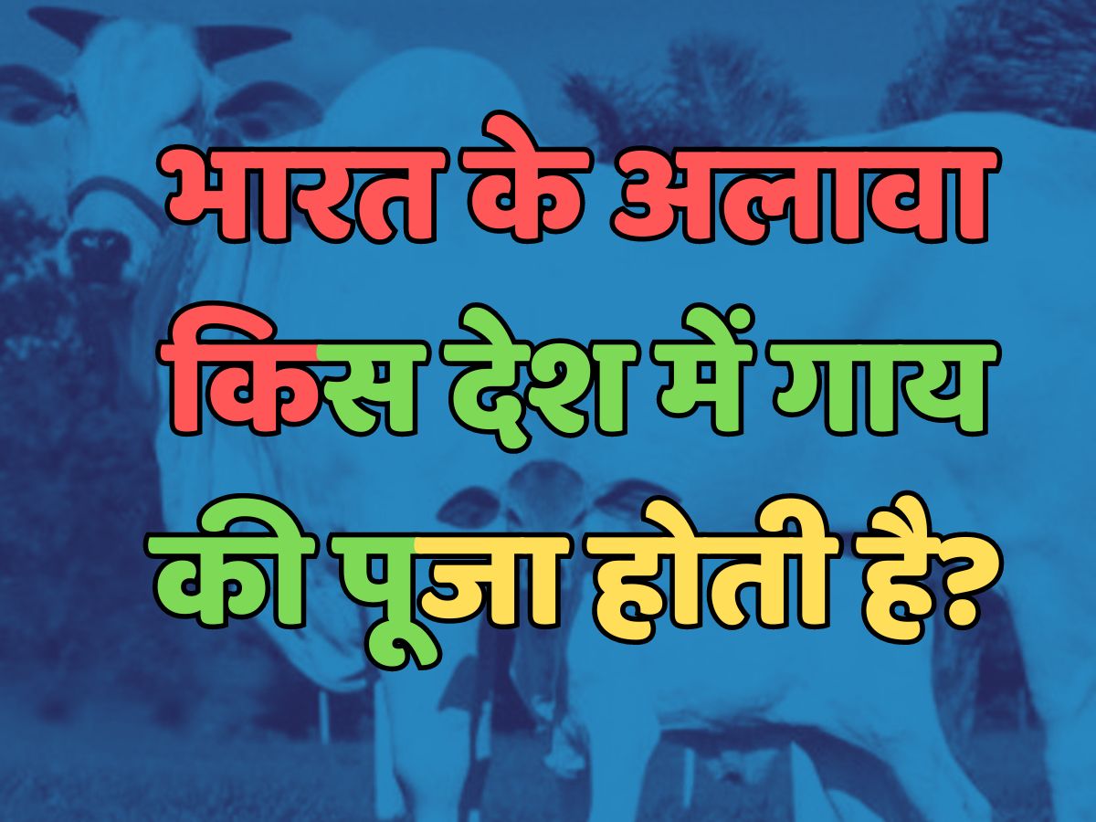 Trending Quiz भारत के अलावा किस देश में गाय की पूजा होती है
