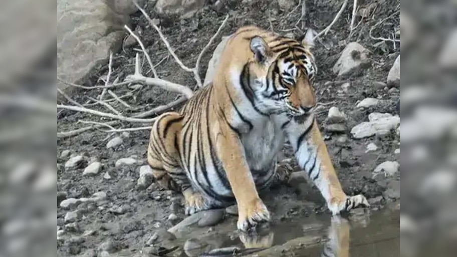 Sawai Madhopur News Ranthambore tigress Aishwarya gave birth to dead ...