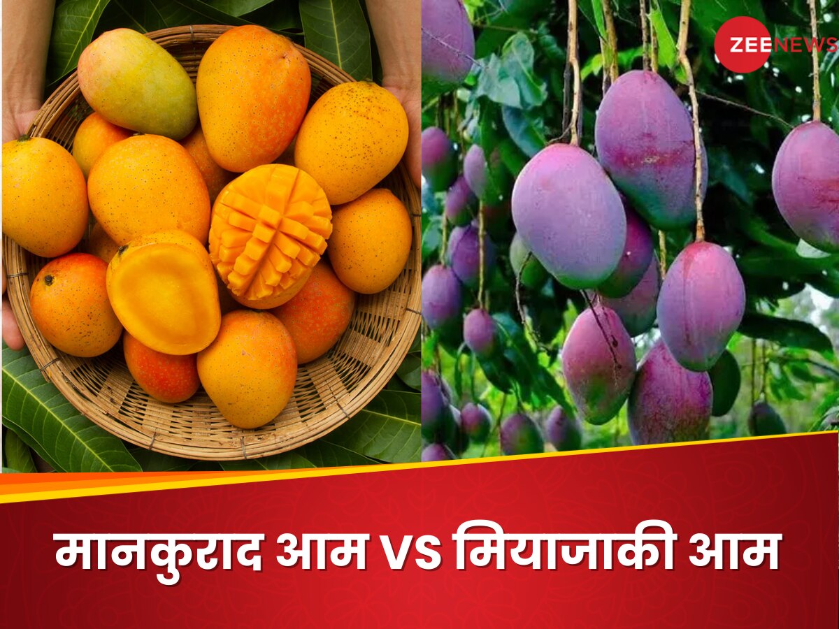 mancurad mango of goa is giving tough fight to worlds costliest mango ...
