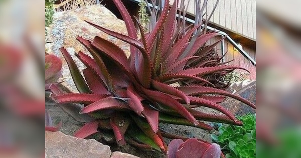 Red aloe vera is 22 times more powerful than green aloe vera know its ...