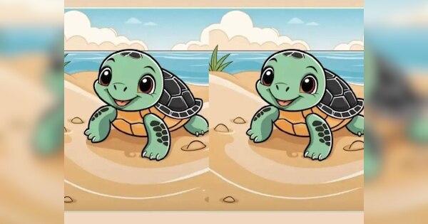 Optical Illusion Find three differences hidden in picture of turtle ...