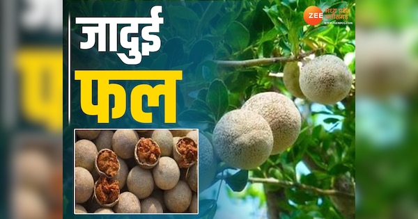 Wood Apple Benefits: कड़ी खोपड़ी का जादुई फल, 5 रुपये में गजब लाभ ...