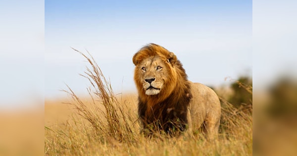 Lion Comes in dream what does it mean sapne me sher dekhne ka matlab ...