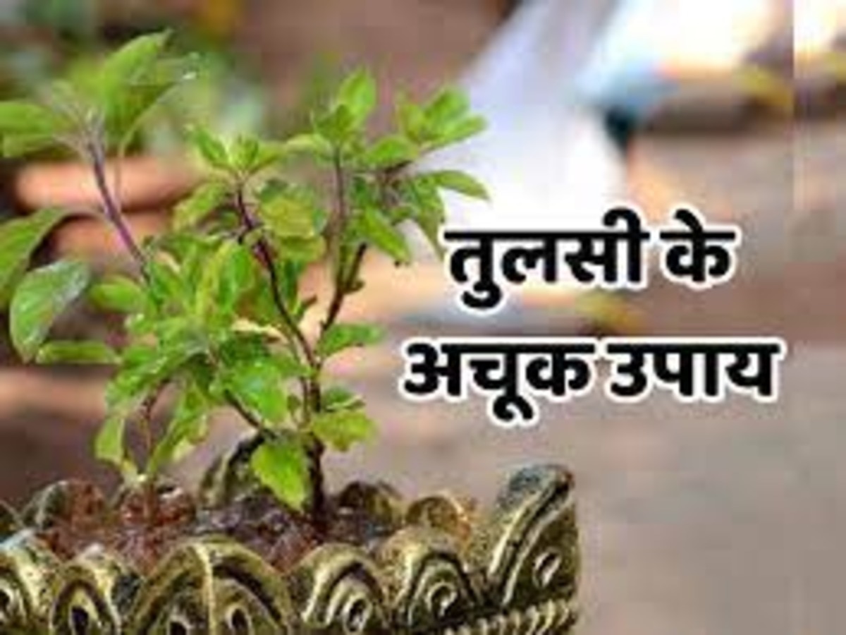 tulsi remedies offer these auspicious things to tulsi lord lakshmi will shower blessings | Tulsi ...