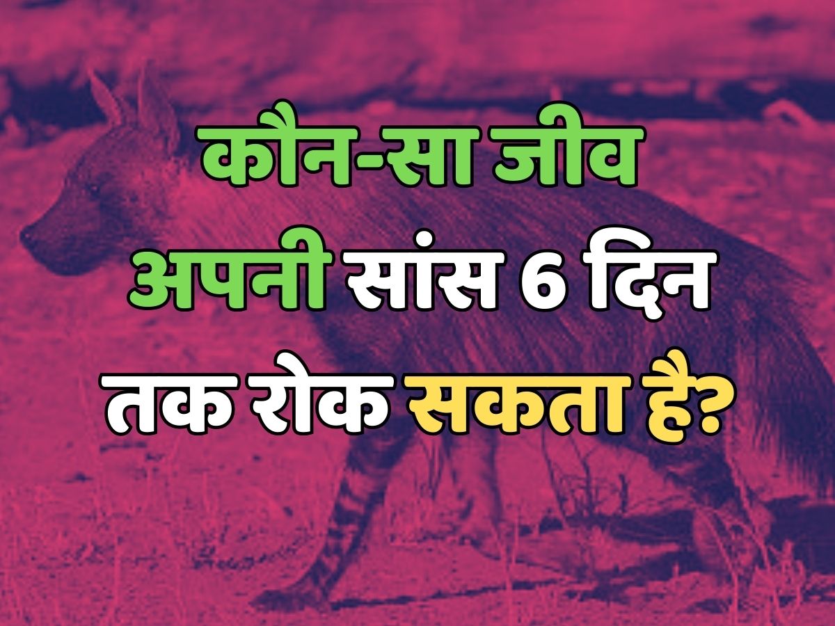 Trending Quiz कौन सा जीव अपनी सांस 6 दिन तक रोक सकता है Trending