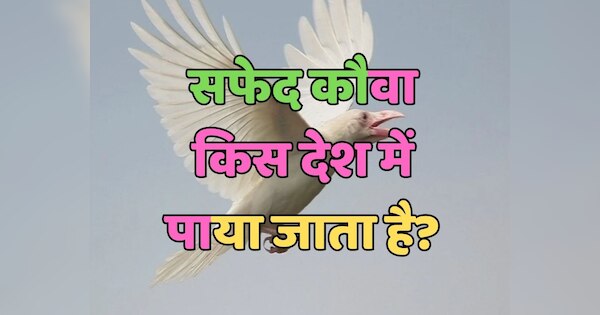Trending Quiz सफेद कौवा किस देश में पाया जाता है Trending Quiz
