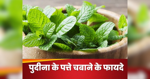 What are the benefits of chewing mint leaves daily | Mint Leaves ...