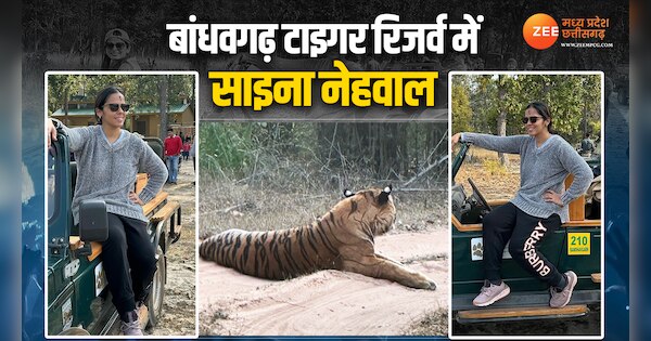 olympic medalist badminton player Saina Nehwal in Bandhavgarh Tiger ...