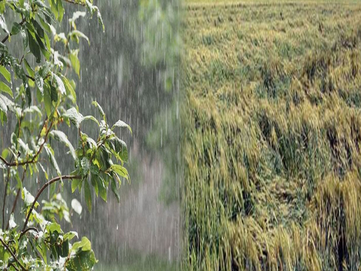 Rajasthan Weather Today mausam changed in Baran district farmers ...