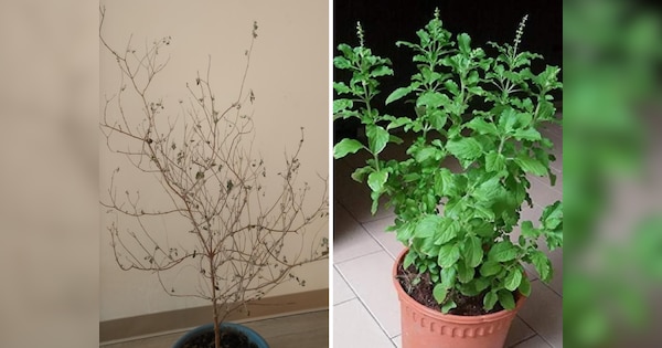 Easy tips to revive dying tulsi plant at home | घर में लगा तुलसी का ...