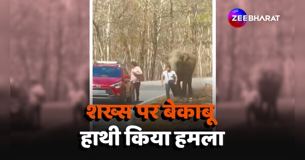Elephant attacked two men on road animal scary wildlife video went ...
