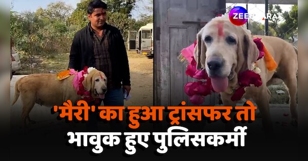 grand farewell ceremony of sniffer female dog mary transferred from ...