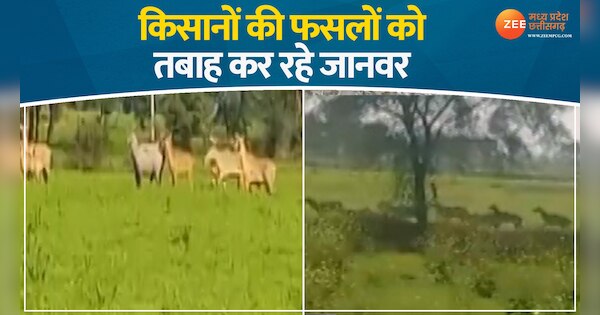 Damoh video Wild animals destroying crops farmers getting worried video ...