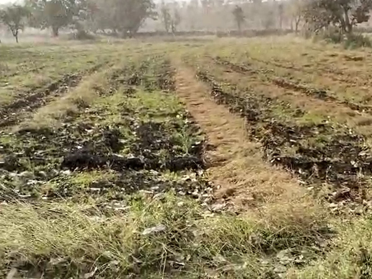 baran news heavy rain hailstorm ruined rabi afeem crops read more | Baran News: बारिश-ओलावृष्टि ...