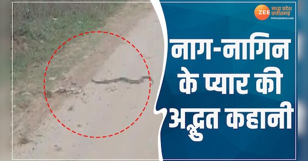 Snake Viral Video After death of nagin naag blocked road in Maihar ...
