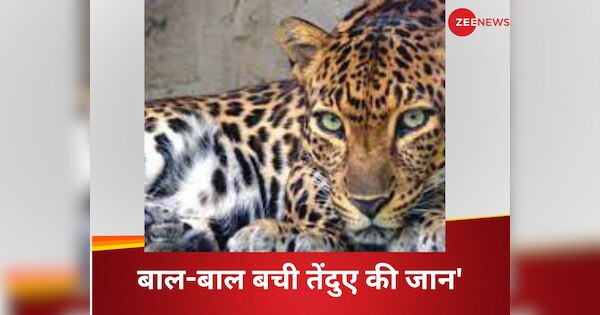 leopard stuck in trap for five hours forest department rescues it ...
