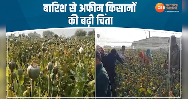afeem farming Due to rain opium milk cleaned with water farmers worry ...