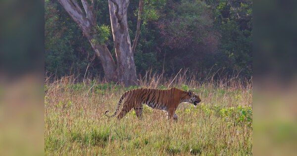 Supreme Court Proceeding over cutting of trees in Jim Corbett Tiger ...