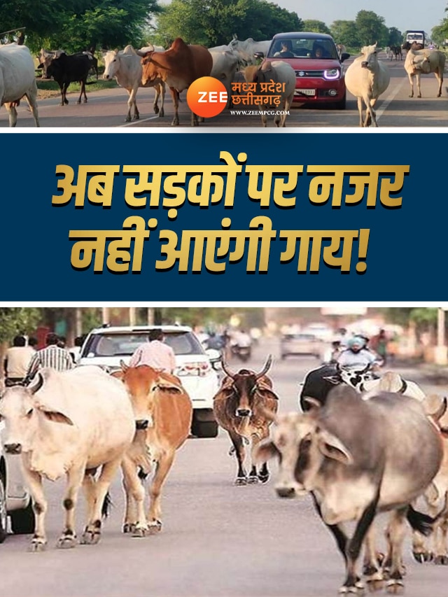 cows will not be seen on streets of MP Big decision of Mohan Yadav ...