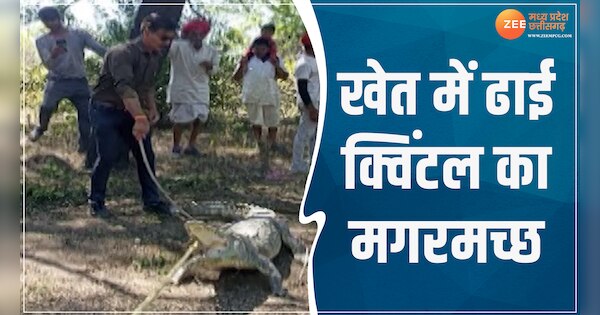 Neemuch News: खेत में हलचल कर रहा था मगरमच्छ, देखा तो उड़ गए किसान के ...