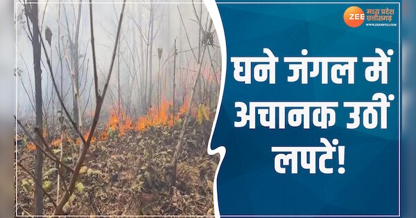 Fire breaks out in Korba forest fire department busy trying to ...