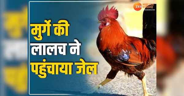 korba Police caught cock thief cctv After eating chicken korba murga ...