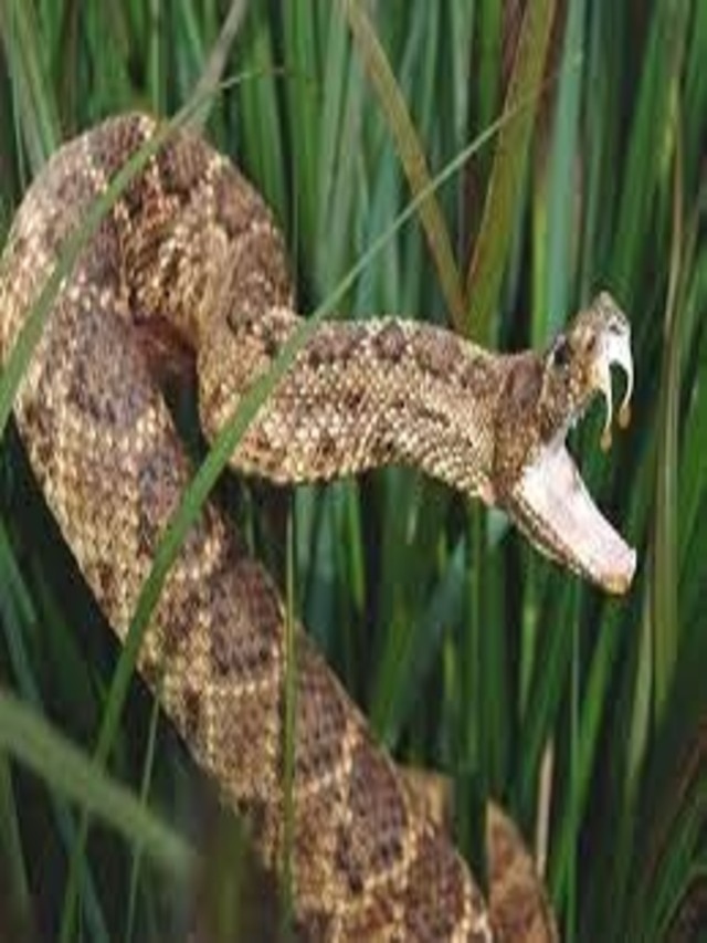 What to do Poisonous Snake bitten saamp ke katne par kya karen | अगर ...