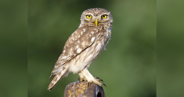 Dream Science seeing Owl in dream meaning it means you may get lot of ...