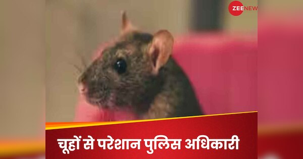 New Orleans police department headquarters is troubled by rats not ...