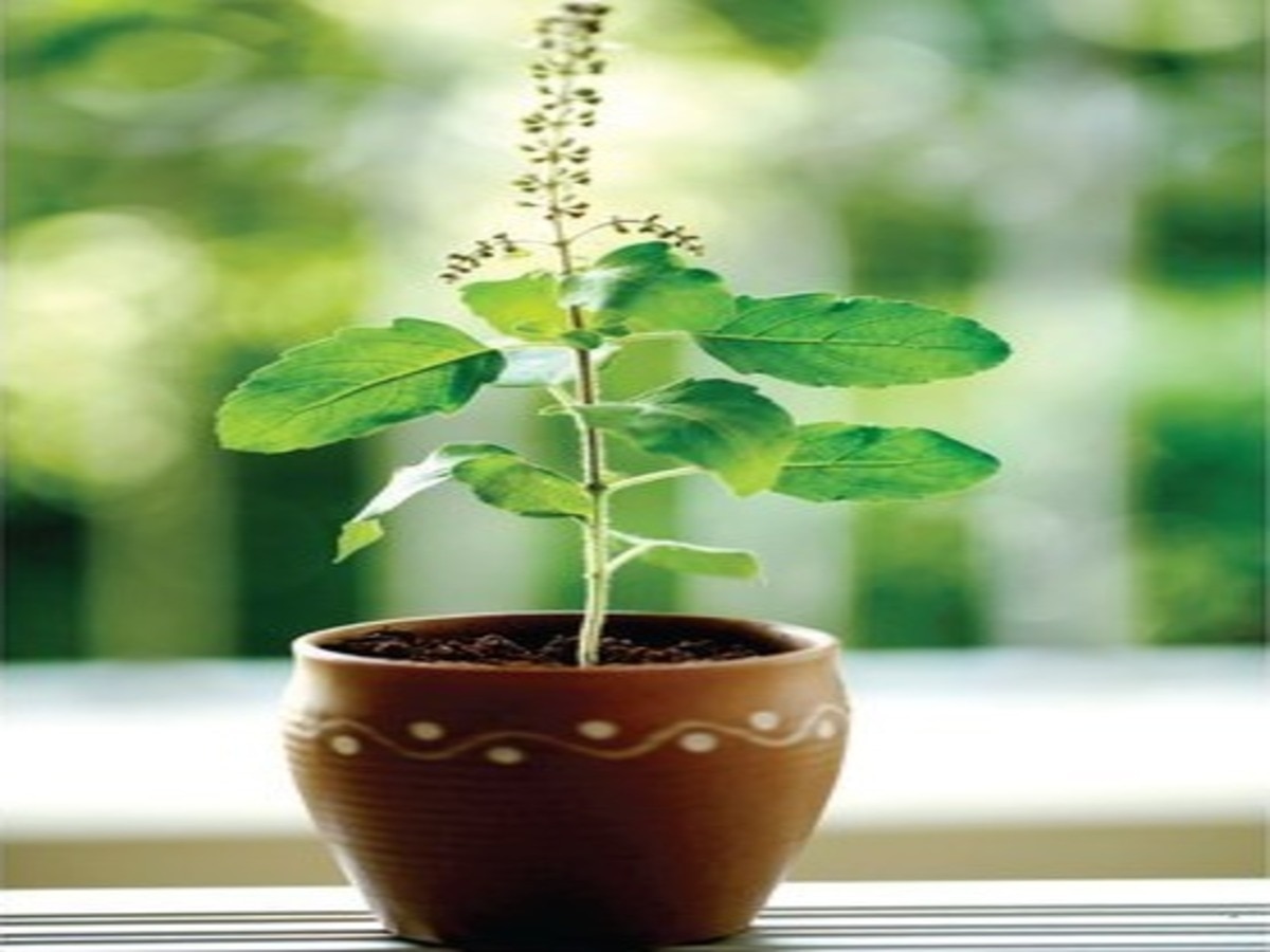 tulsi plant keep this plant near basil plant kala dhatura aak plant to ...